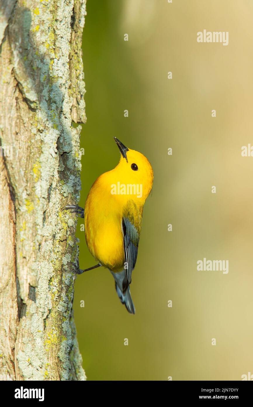 Prothonotary hi-res stock photography and images - Alamy