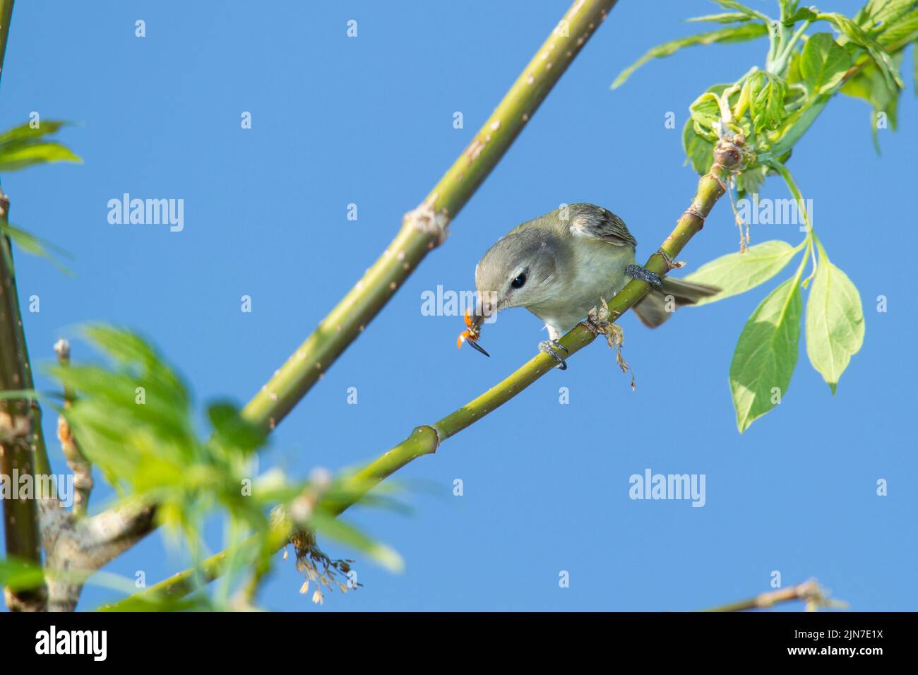 Warbling Vireo (Vireo gilvus) with insect in its beak Stock Photo - Alamy
