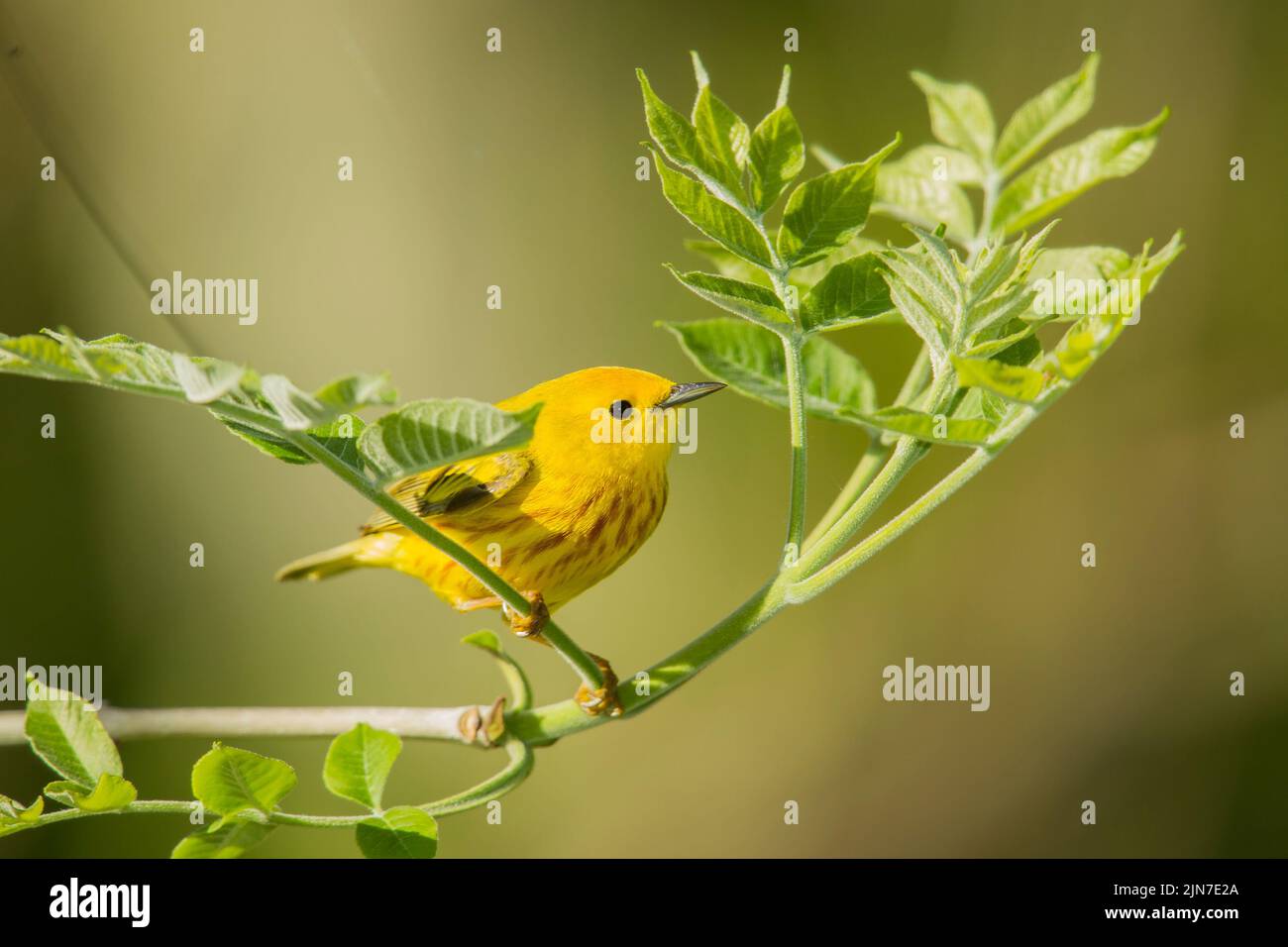 Yellow Warbler (Setophaga petechia), male, breeding plumage Stock Photo ...