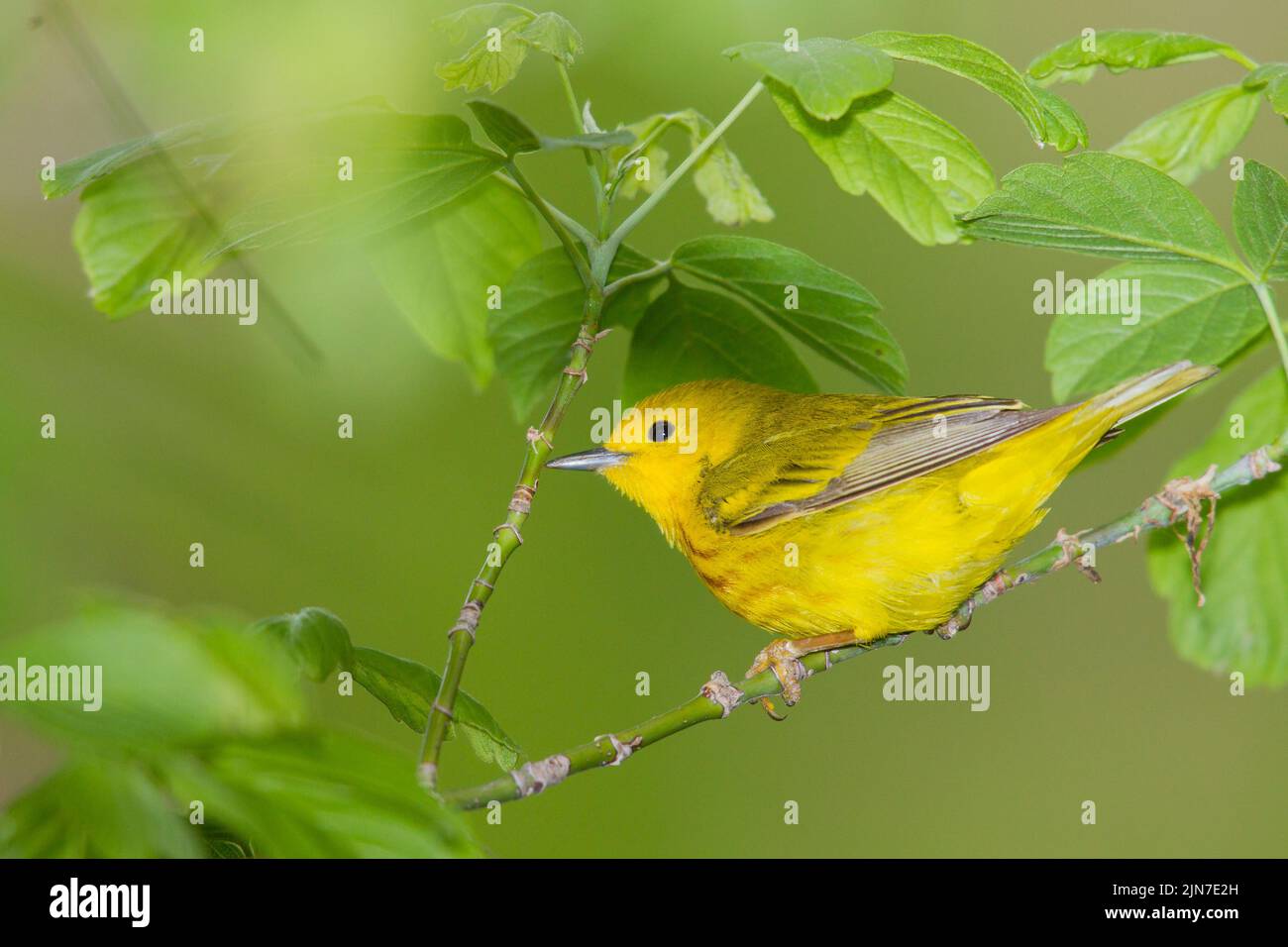 Yellow Warbler (Setophaga petechia), male, breeding plumage Stock Photo ...
