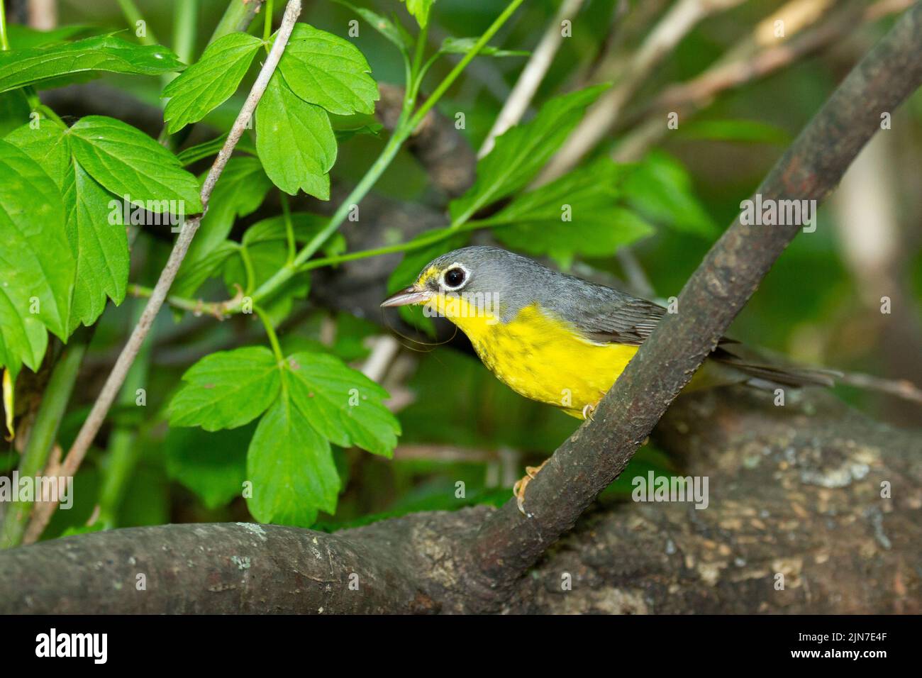 Canada Warbler (Cardellina canadensis), female, breeding plumage Stock ...
