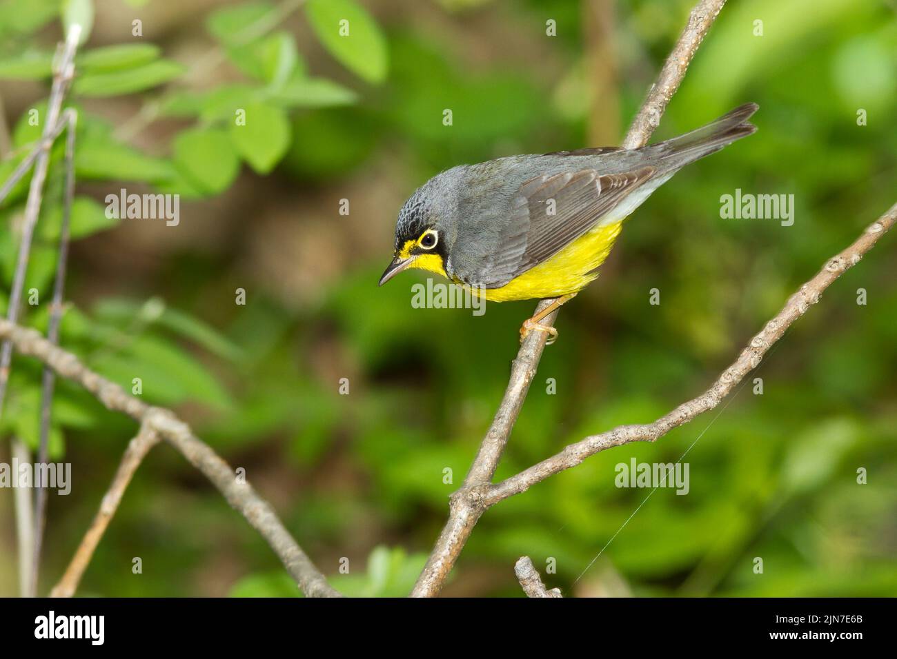 Canada Warbler (Cardellina canadensis), male, breeding plumage Stock ...