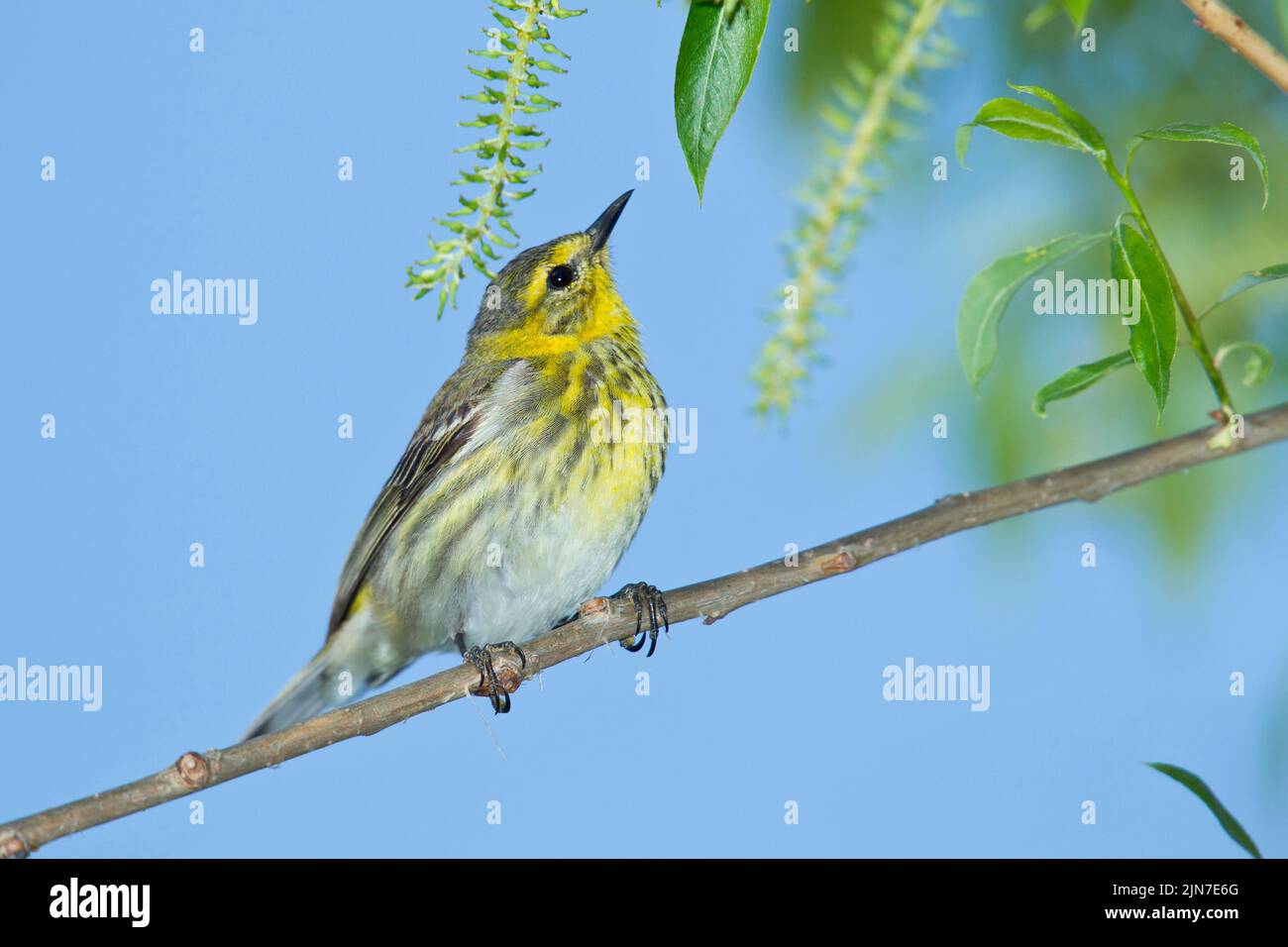 Cape May Warbler (Setophaga tigrina), female, breeding plumage Stock ...
