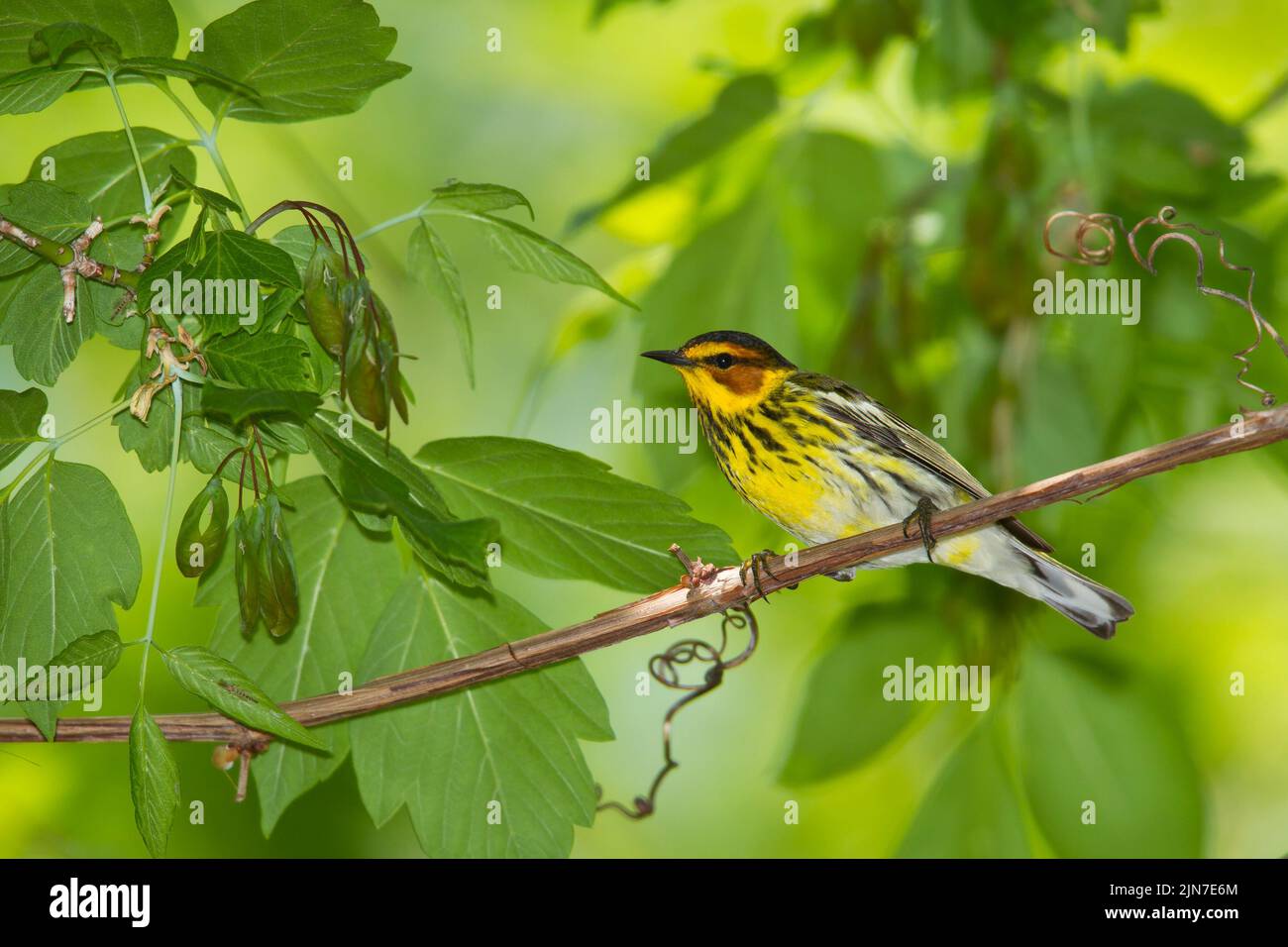 Cape May Warbler (Setophaga tigrina), male, breeding plumage Stock ...