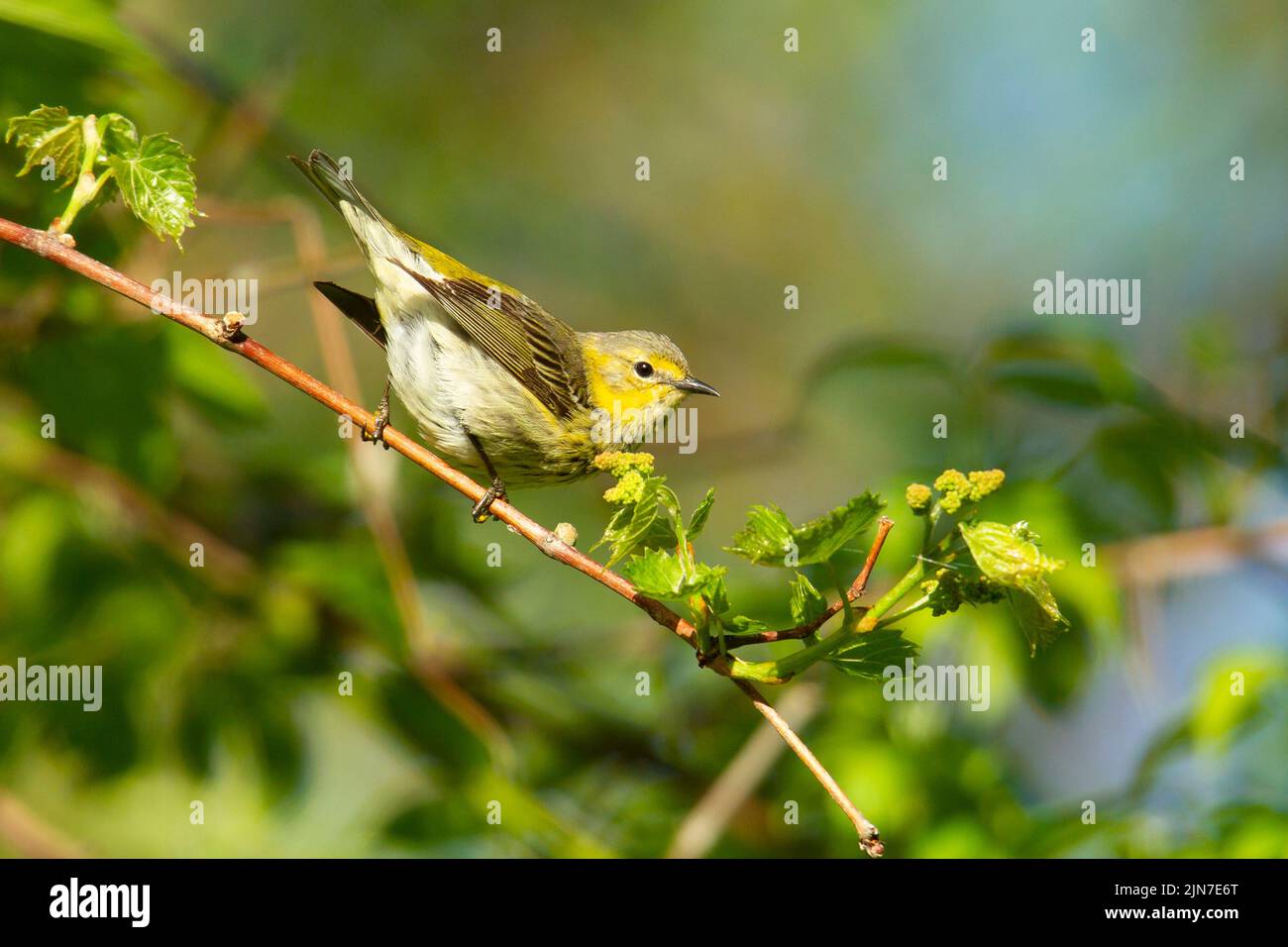 Cape May Warbler (Setophaga tigrina), female, breeding plumage Stock ...