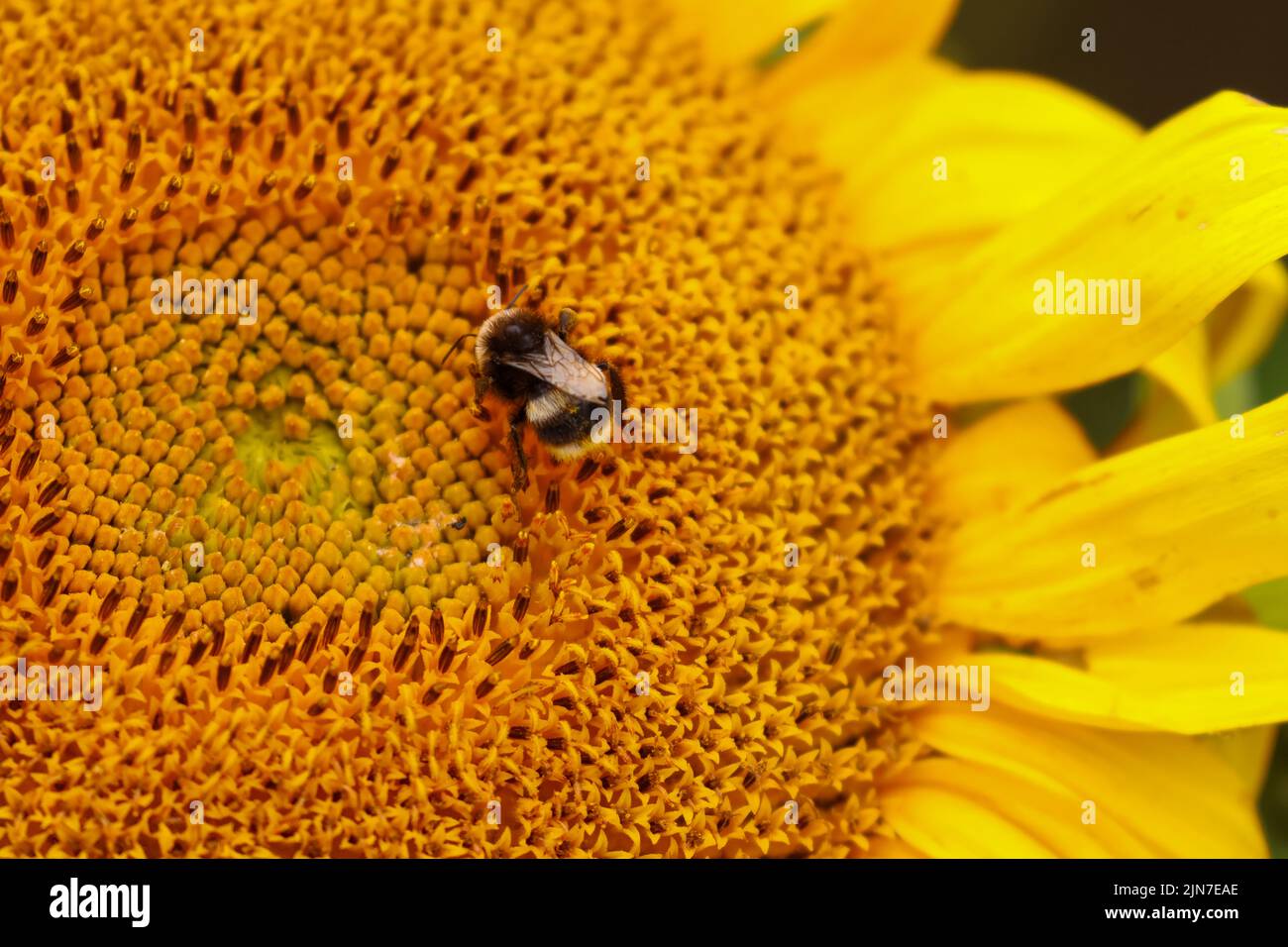 Bee on sunflower "Helianthus", macro closeup. Bright yellow flower with ...
