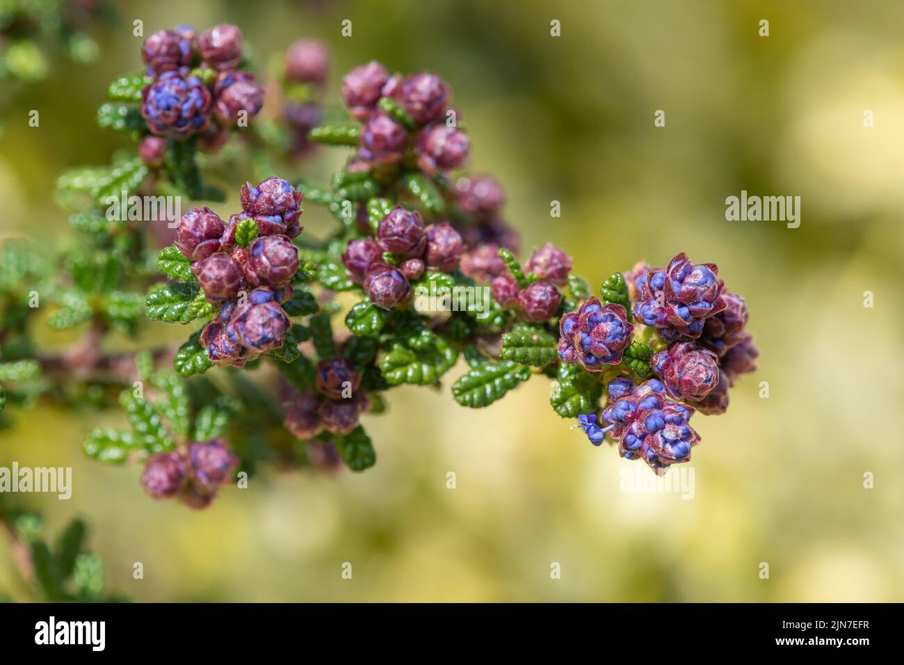 Close up of buds on a California lilac (ceanothus) bush Stock Photo - Alamy