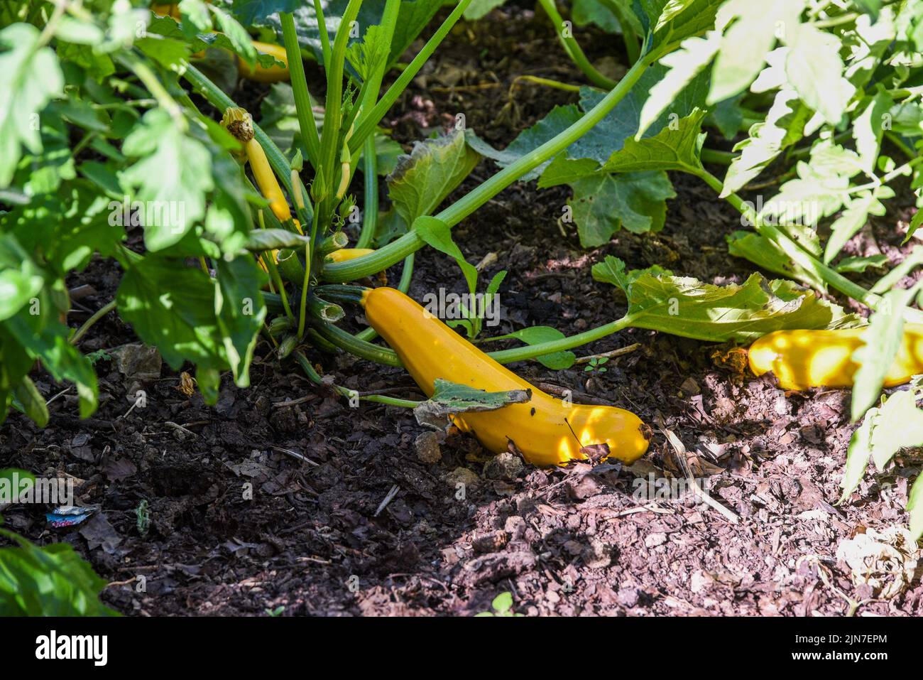 Bio Yellow zucchini growing in an eco garden Stock Photo - Alamy