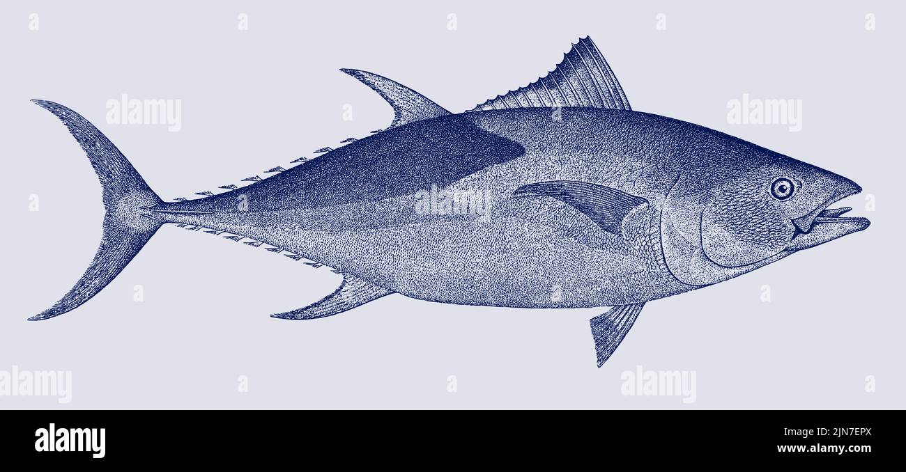 Atlantic bluefin tuna thunnus thynnus, marine food fish in side view ...