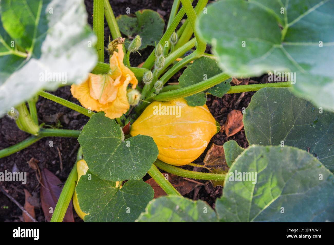 Bio Yellow zucchini growing in an eco garden Stock Photo - Alamy