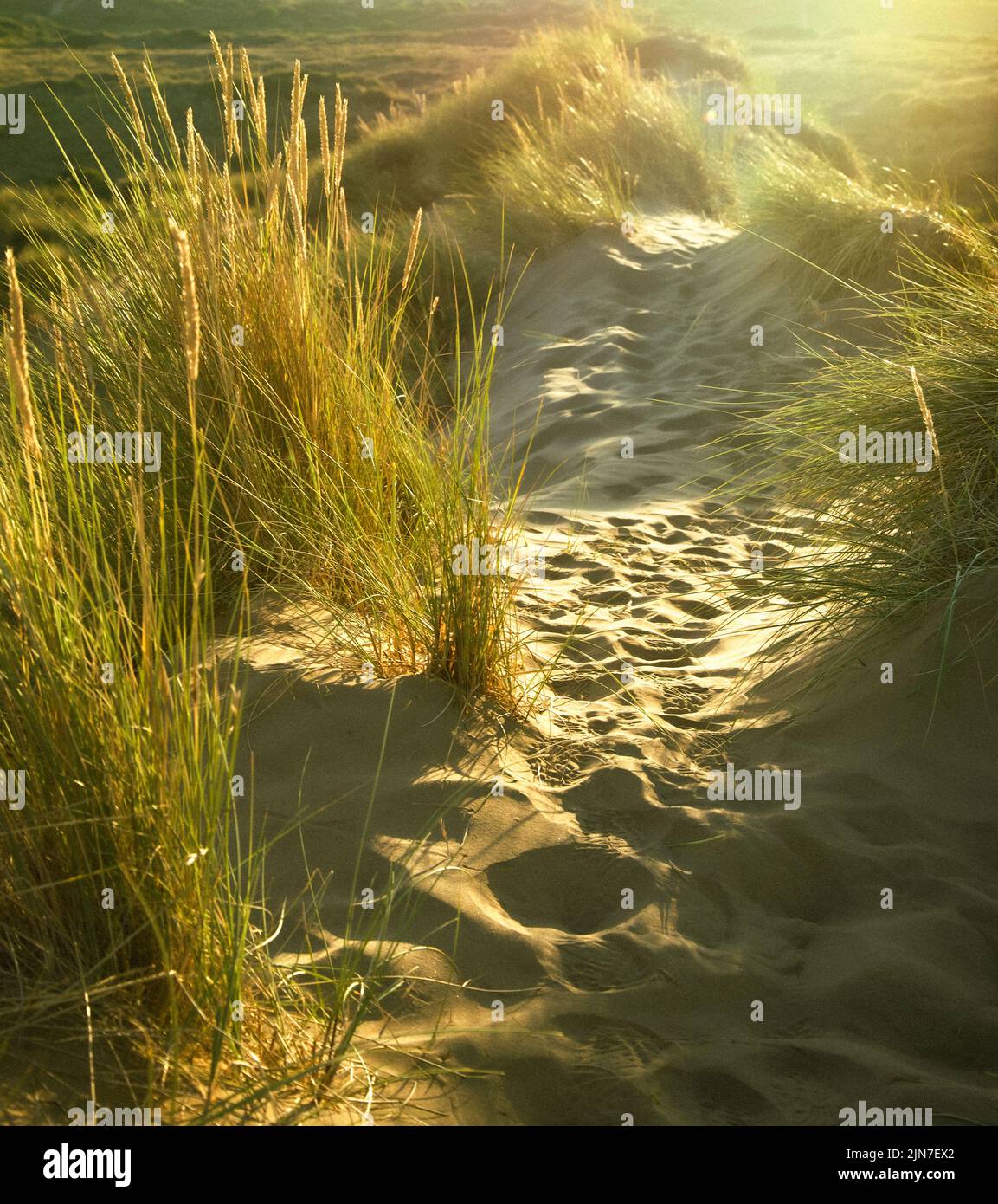 Sand Dunes in a Summer Evening- Braunton Burrows North Devon, UK, Large ...