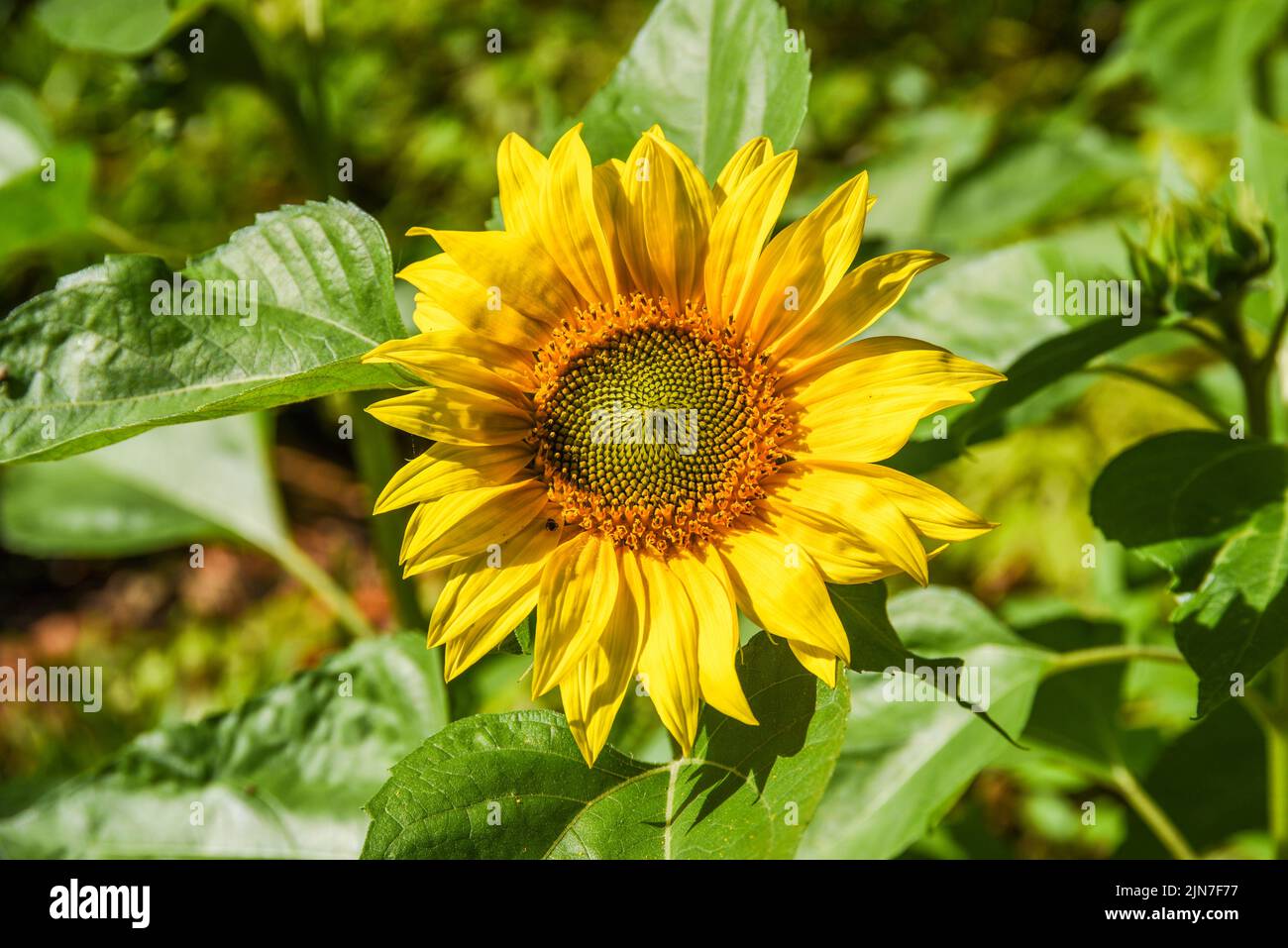 Sunflower blooming in the garden in the sunshine Stock Photo - Alamy