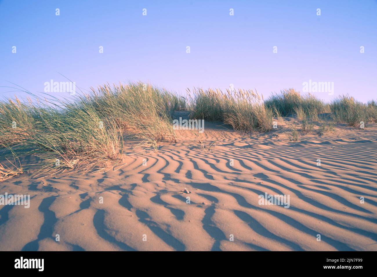 Sand Dunes in a Summer Evening- Braunton Burrows North Devon, UK, Large ...
