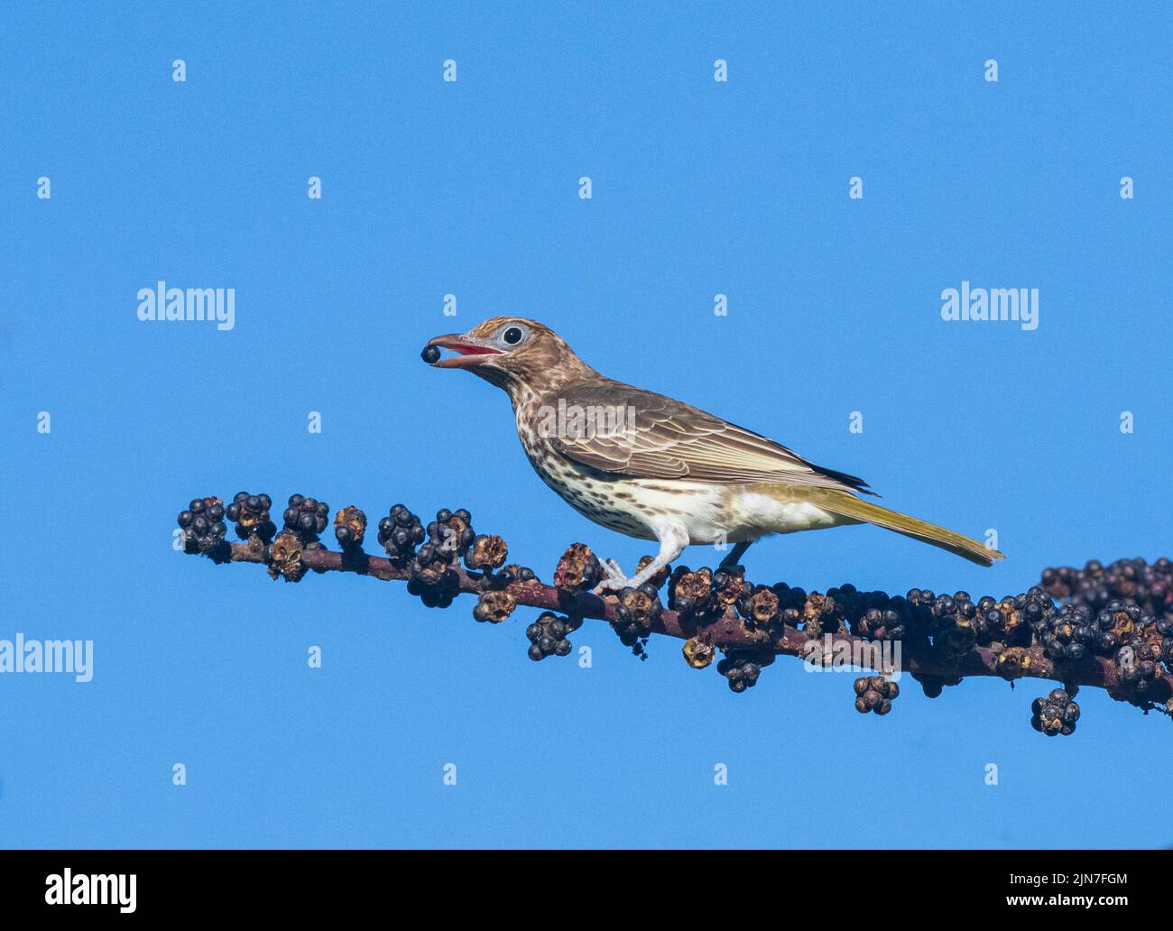 Australasian Figbird (Sphecotheres flaviventris) eating berries ...