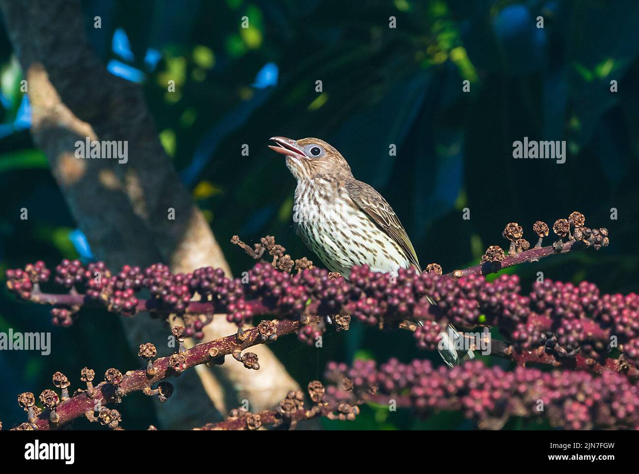 Australasian Figbird (Sphecotheres flaviventris) with open beak showing ...