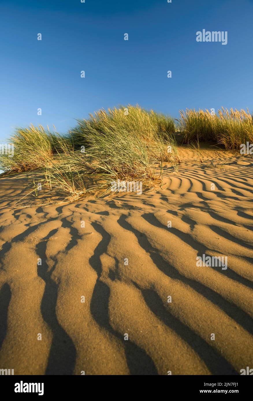 Sand Dunes in a Summer Evening- Braunton Burrows North Devon, UK, Large ...