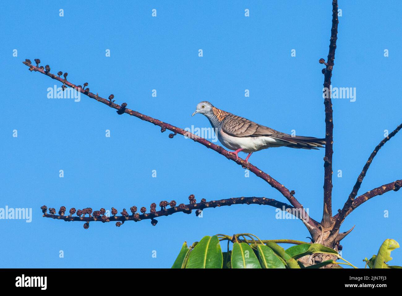 A Bar-shouldered Dove (Geopelia humeralis) perched on a branch ...