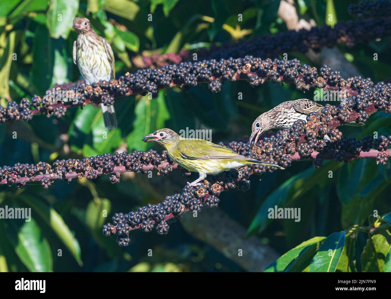 Australasian figbirds hi-res stock photography and images - Alamy