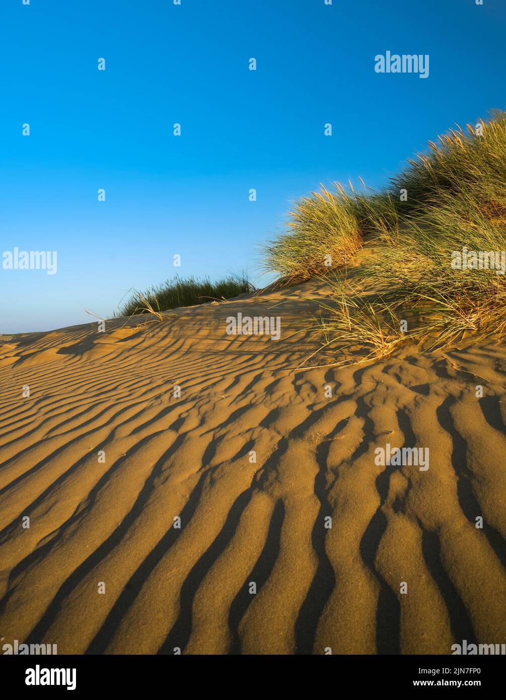 Sand Dunes in a Summer Evening- Braunton Burrows North Devon, UK, Large ...