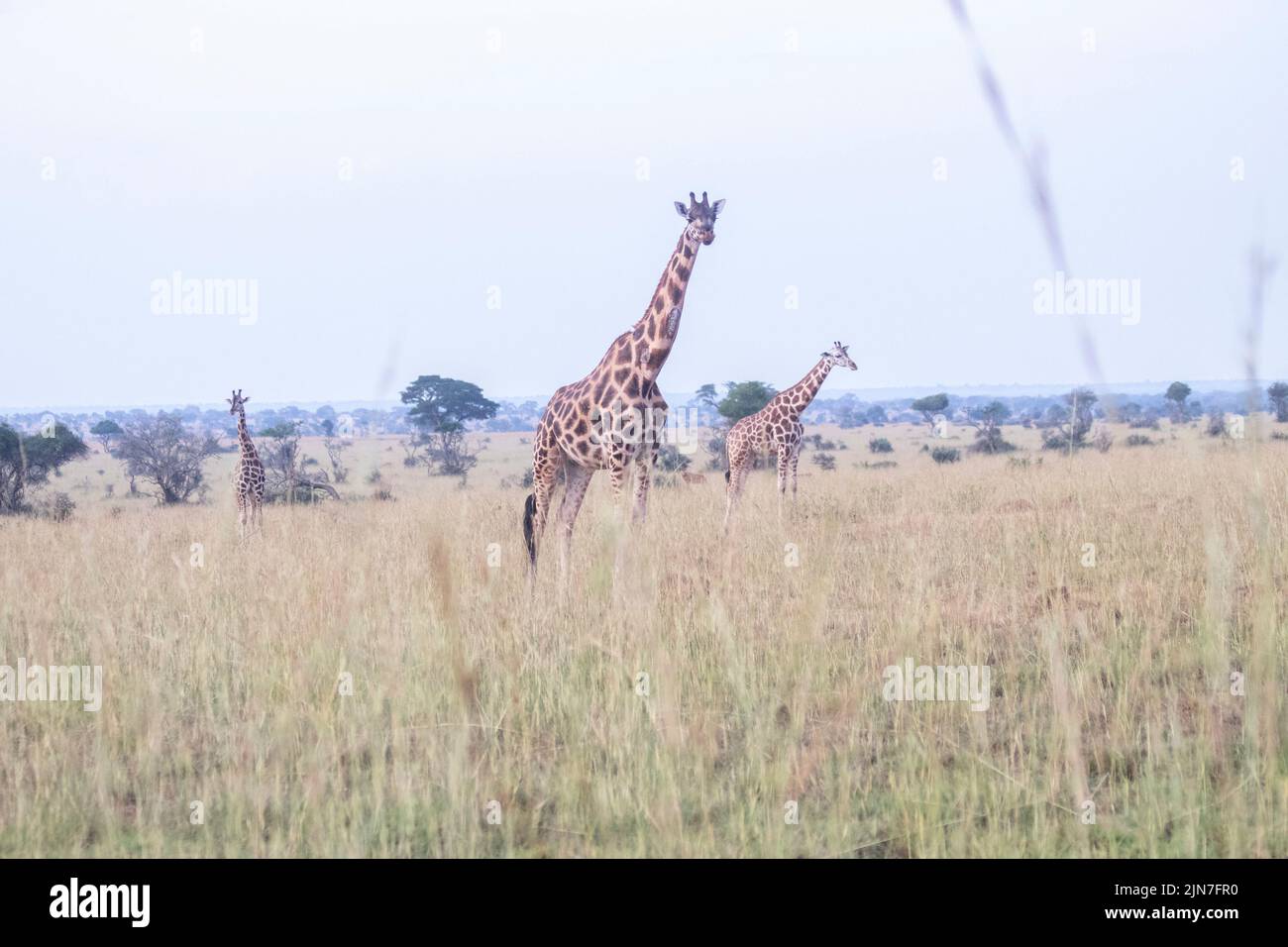 Giraffes were walking in grassland at Murchison falls national park ...