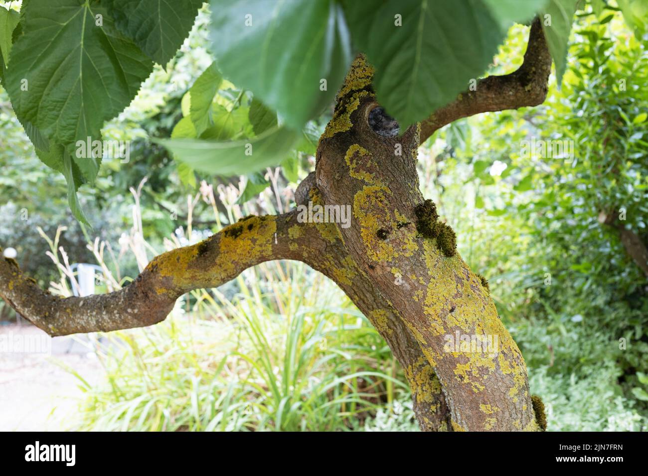 Mulberry tree plants hi-res stock photography and images - Alamy