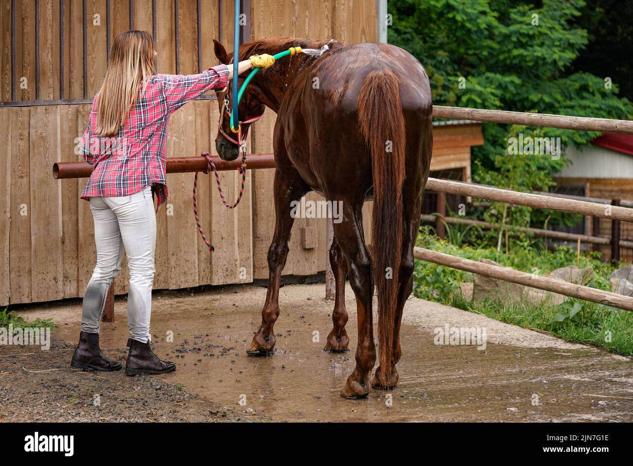 Young woman in shirt washing brown horse after ride, water flowing from ...