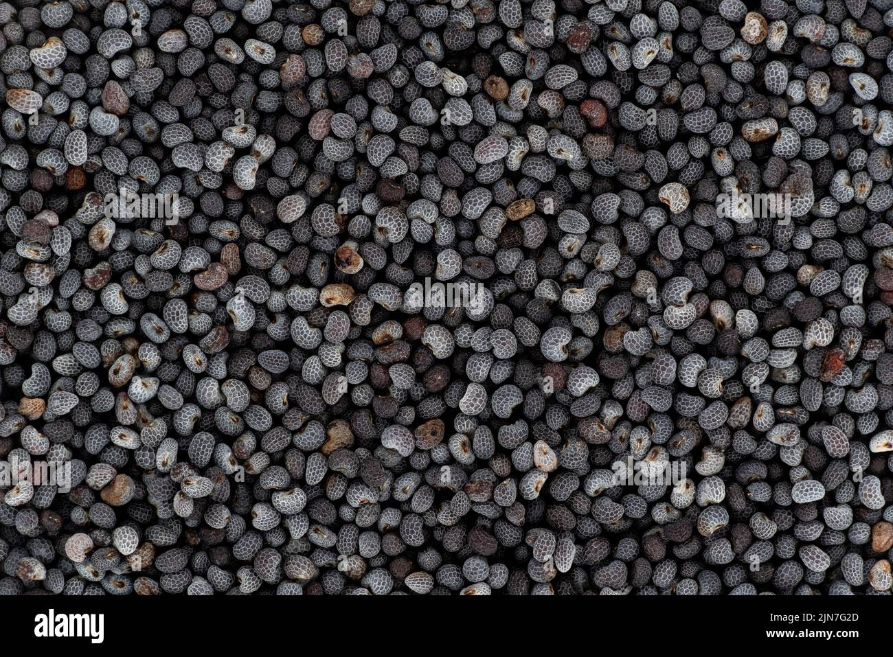 Black or blue poppy seeds under microscope, image width 23mm Stock ...