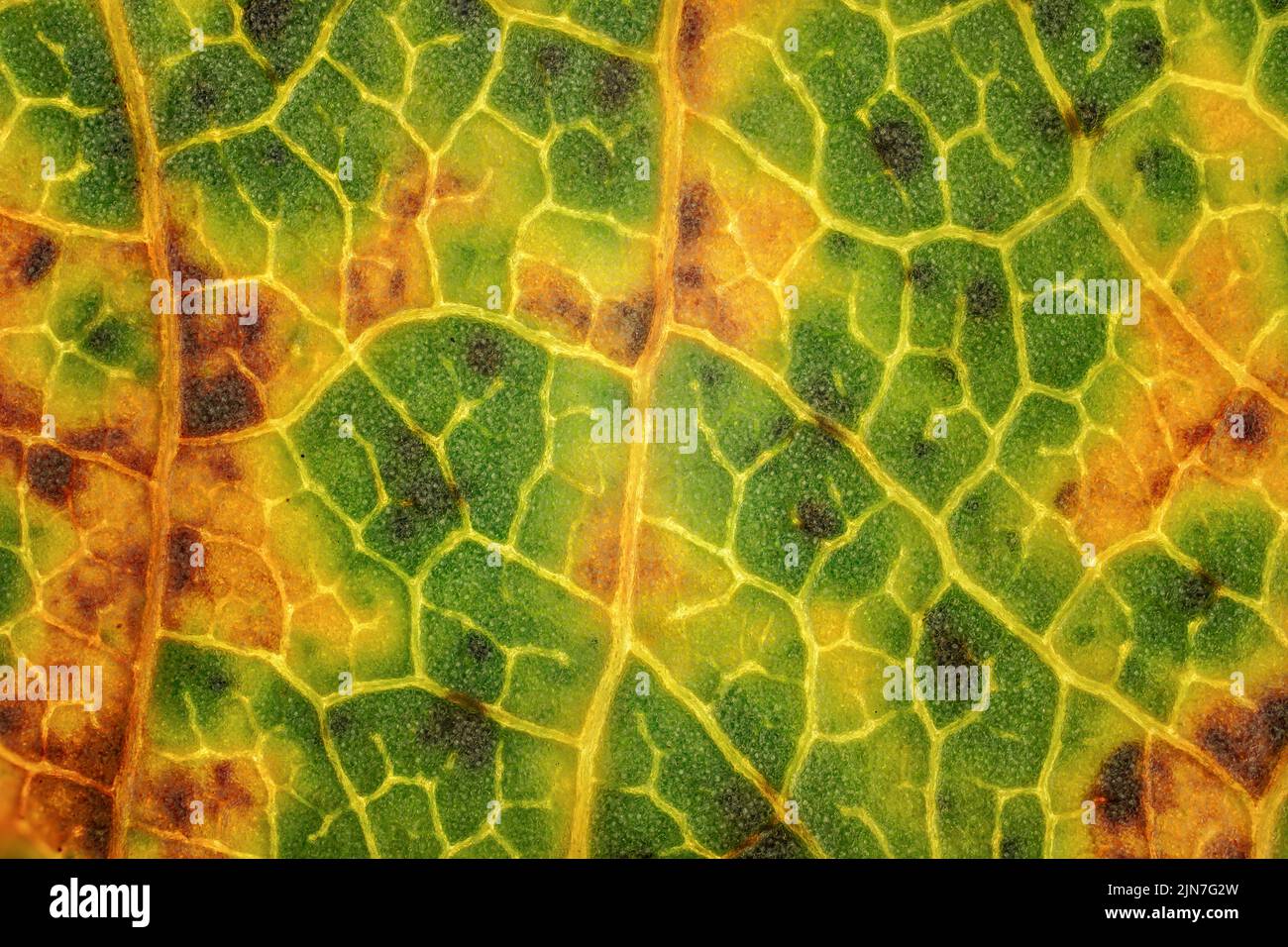 Fallen leaf, parts of it coloured yellow orange and dark brown spots ...