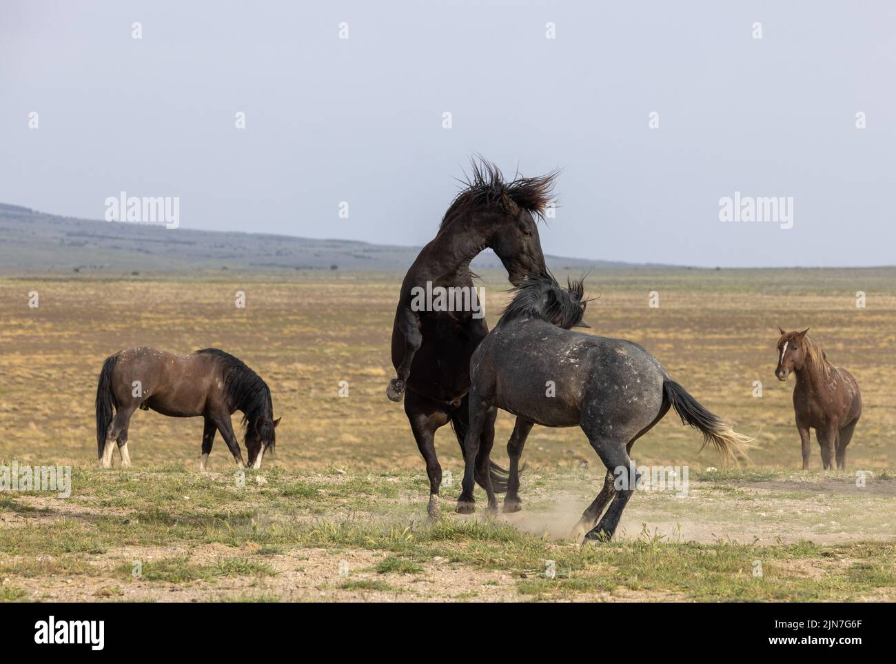 Wild Horse Stallions Fighting in the Utah desert Stock Photo - Alamy