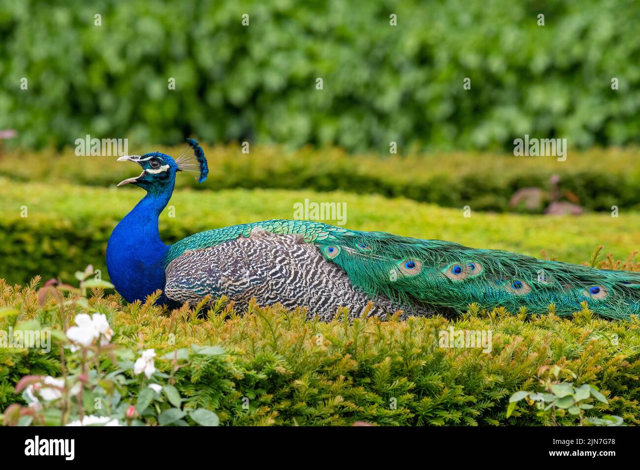 Portrait of a peacock (pavo cristatus) squawking while sitting on a ...