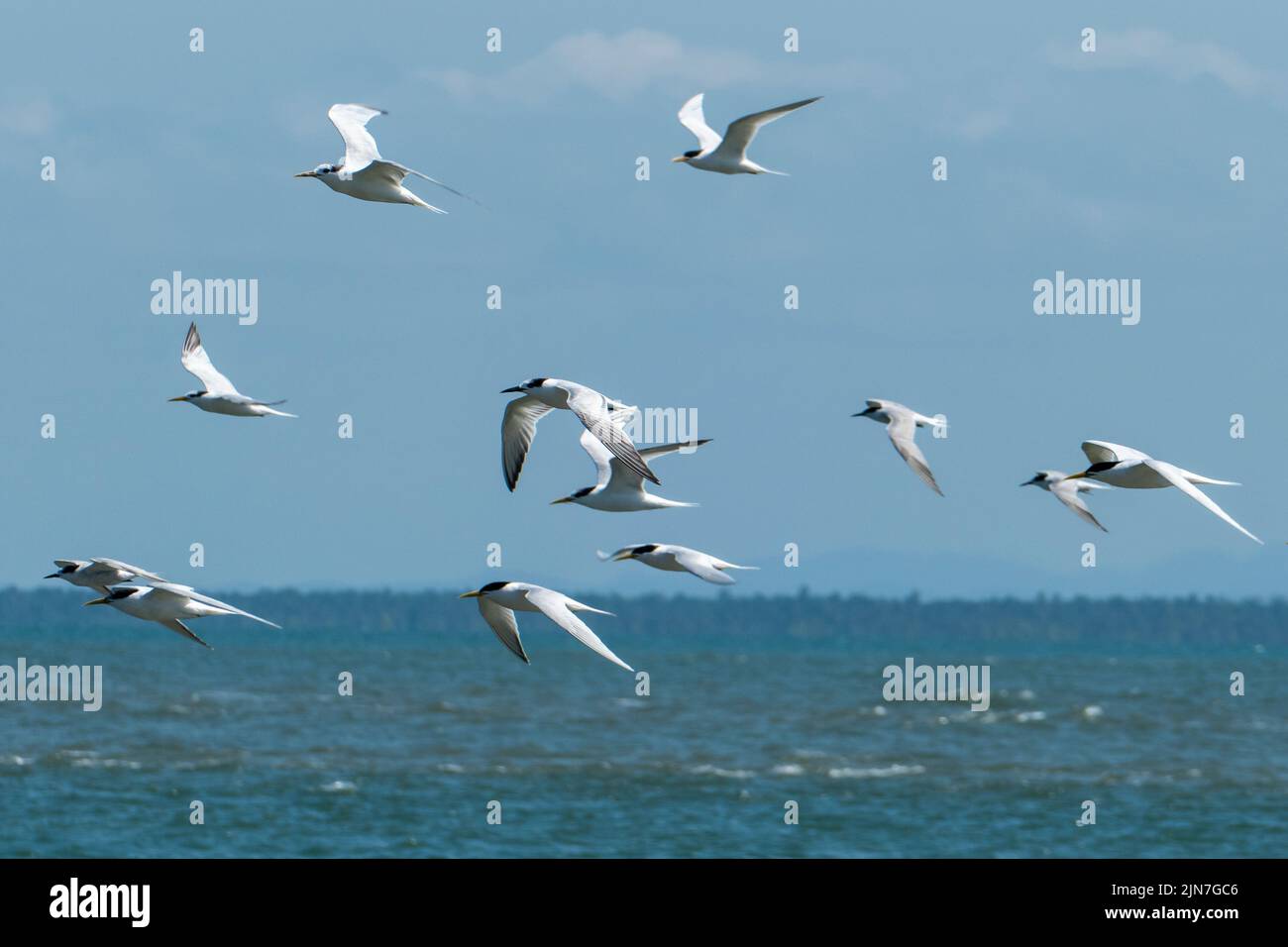 Flying seabirds. The roseate tern Sterna dougallii is a tern in the family Laridae. Boipeba ...