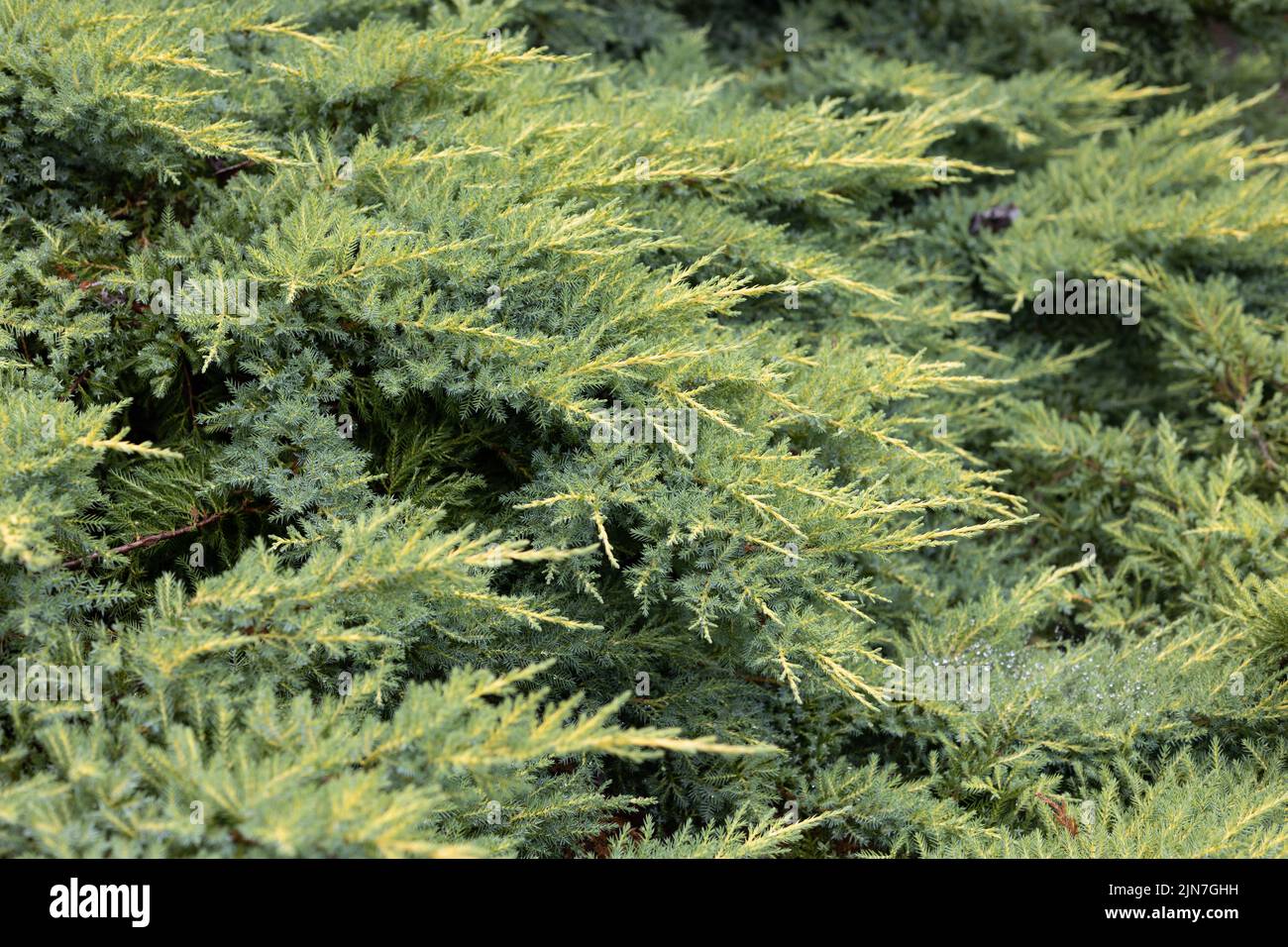 Juniperus x media 'Daub's Frosted' Stock Photo - Alamy