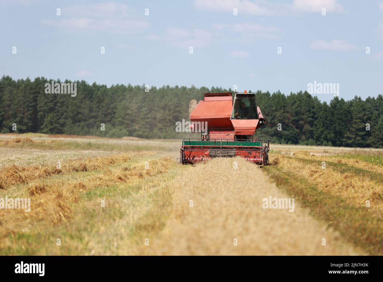 combine harvester driving through field collecting grain in summer ...