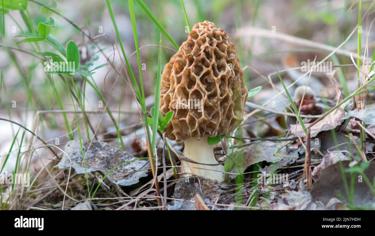 A shallow focus of Yellow morel fungus on a dry ground with leaves ...