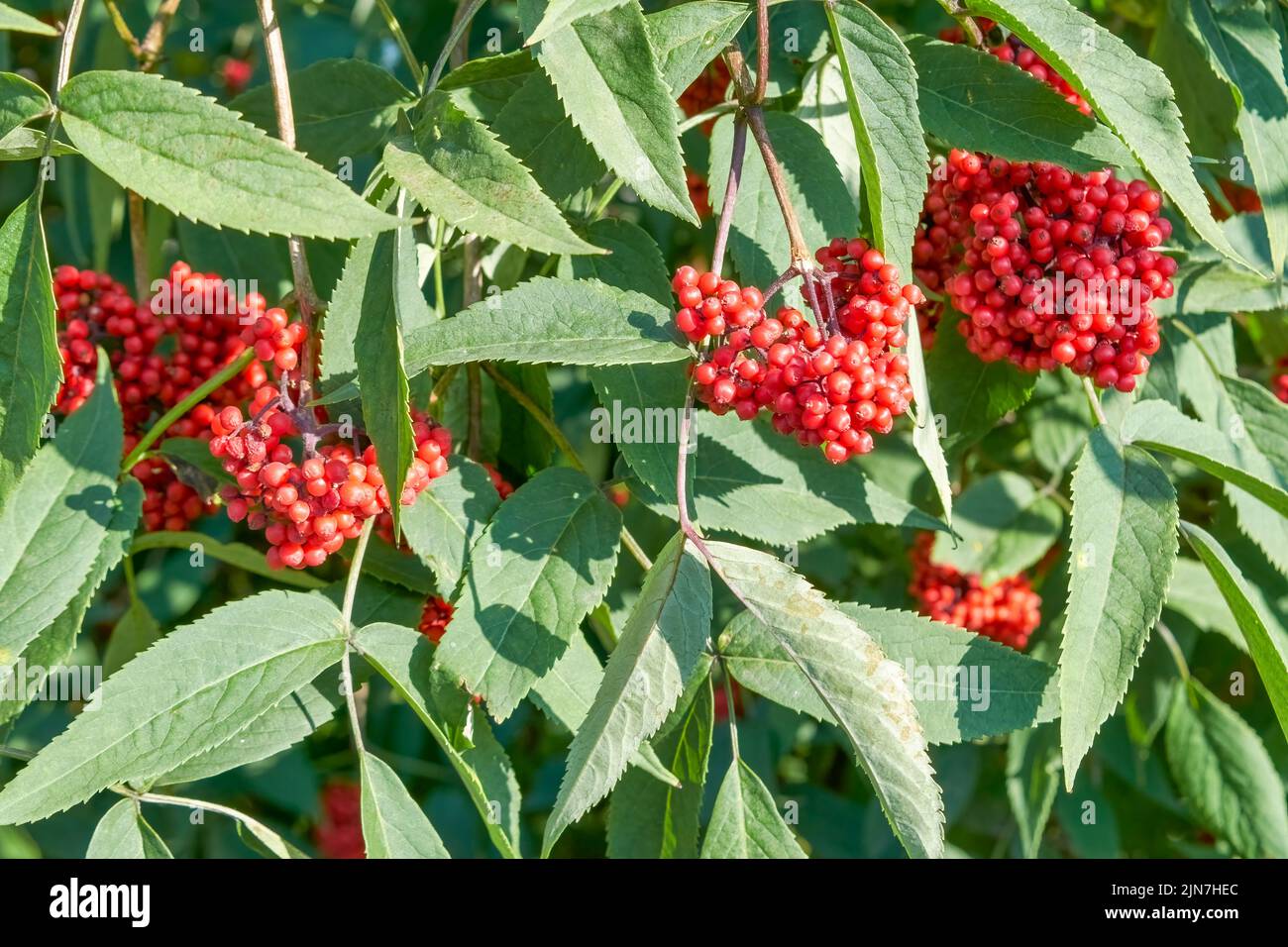 Sambucus racemosa, a species of elderberry known by the common names ...