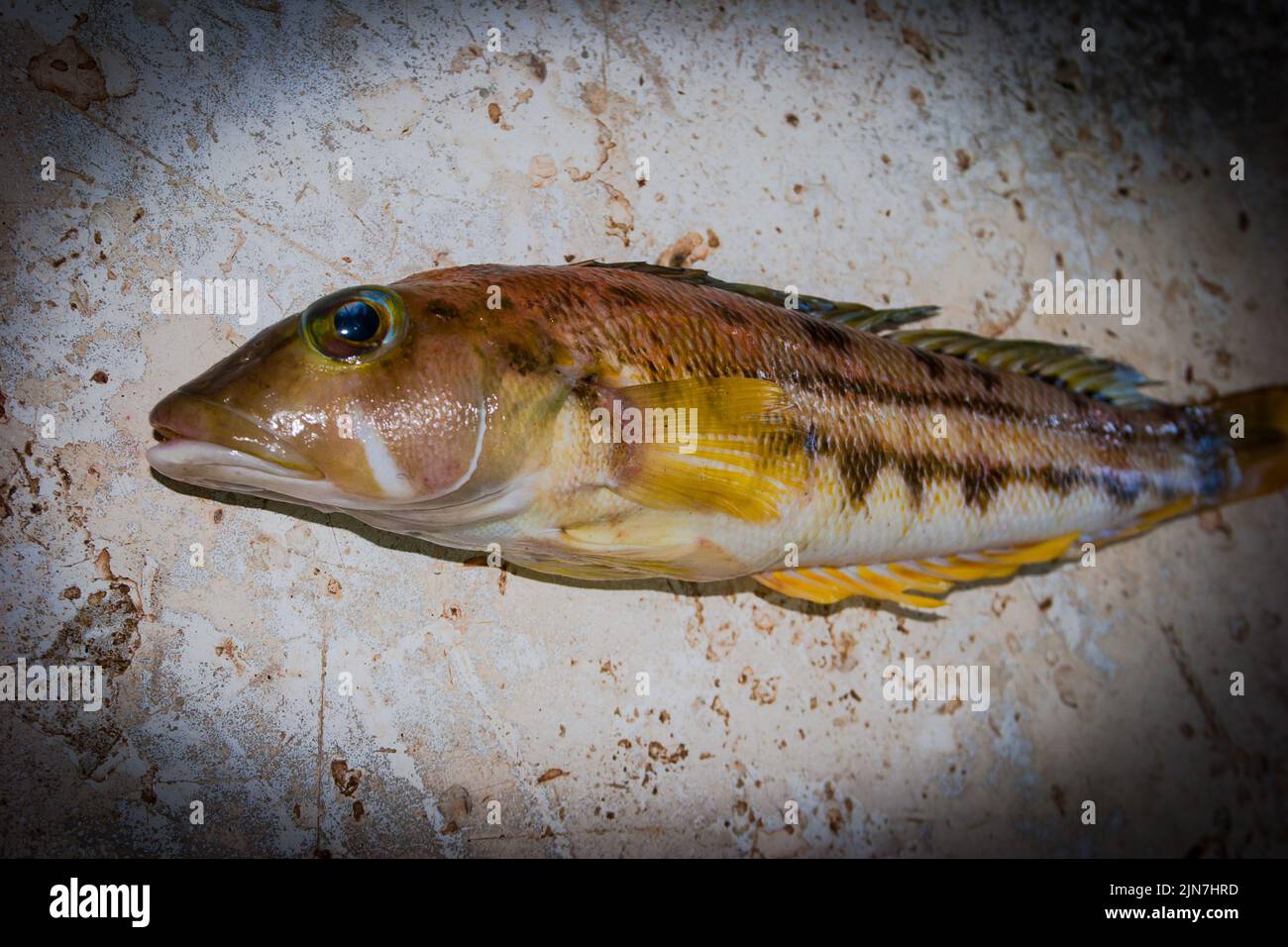 A Look at life in New Zealand. Yellow Cod (Parapercis gilliesi ...