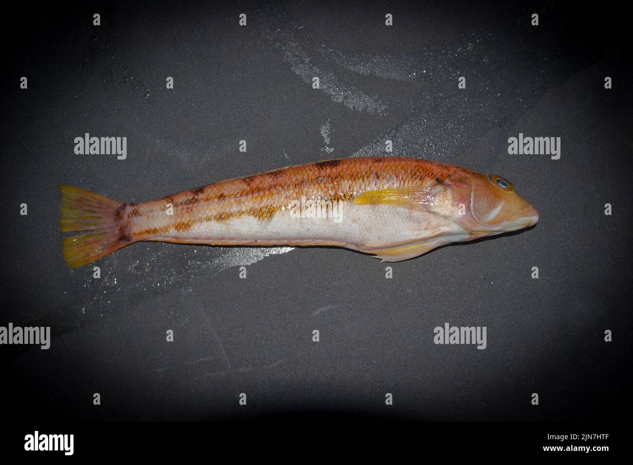A Look at life in New Zealand. Yellow Cod (Parapercis gilliesi ...