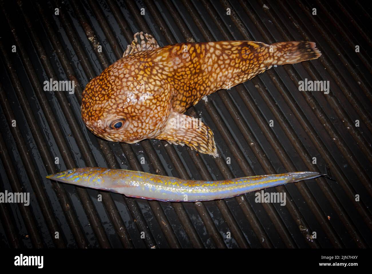 Quota management system qms hi-res stock photography and images - Alamy