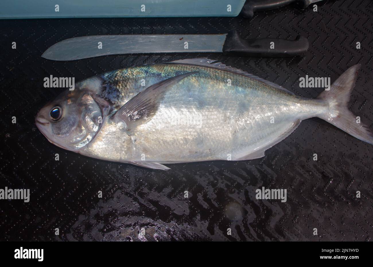 A Look at life in New Zealand: Freshly landed catch from an inshore ...