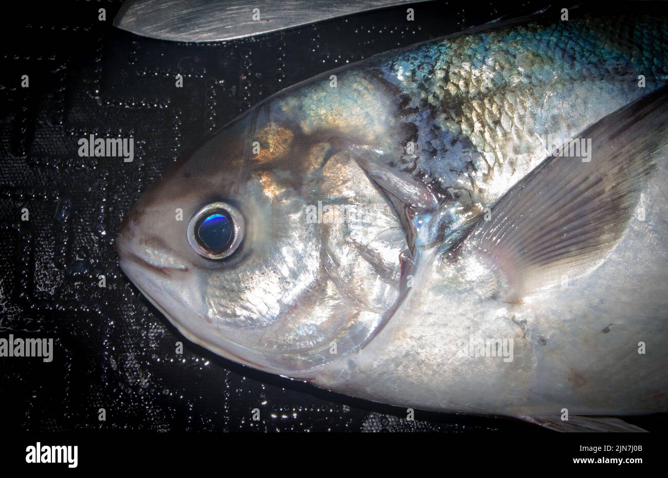 A Look at life in New Zealand: Freshly landed catch from an inshore ...