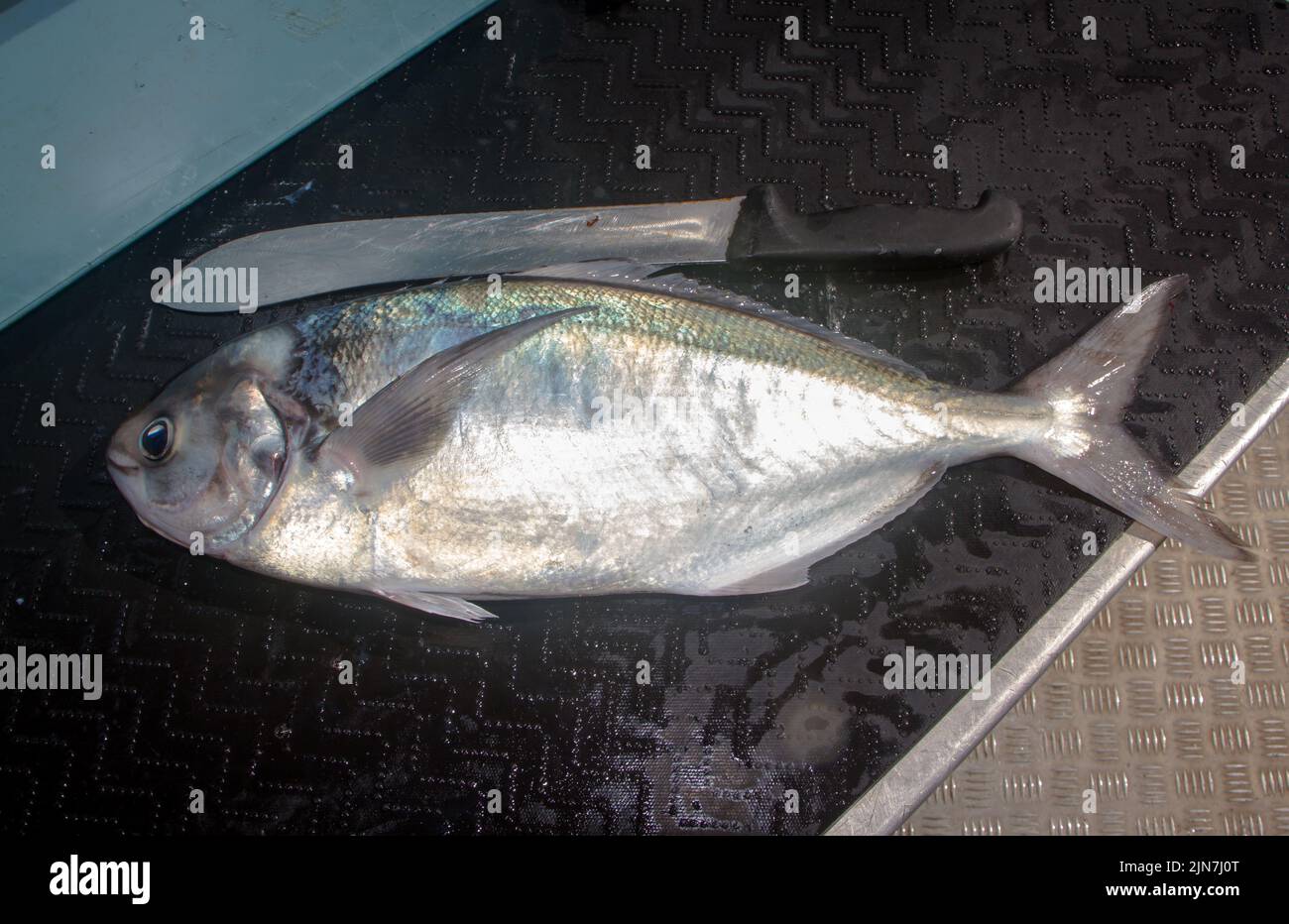 A Look at life in New Zealand: Freshly landed catch from an inshore ...