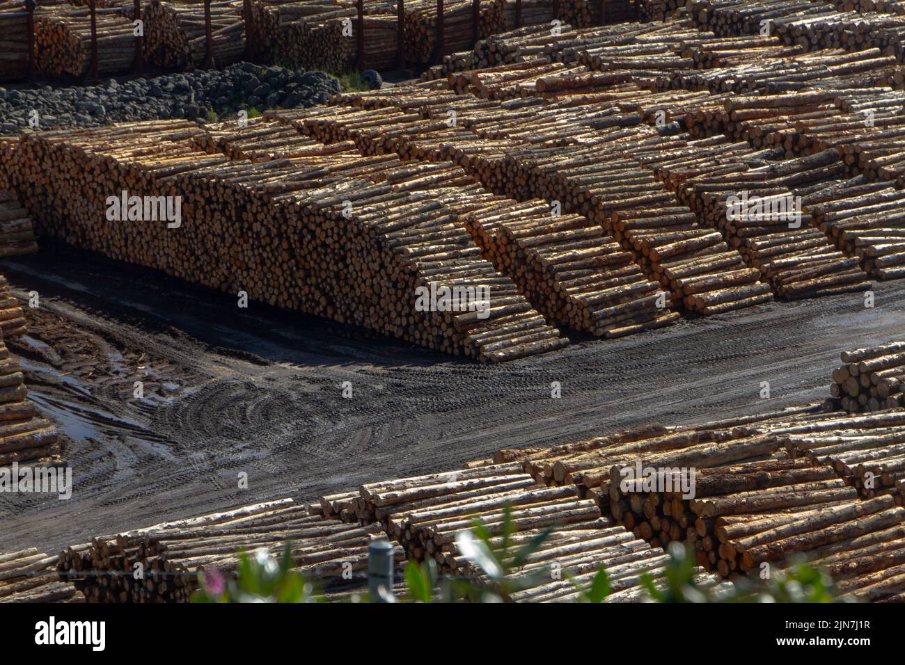 A Look at life in New Zealand. Freshly logged Radiata Pine stacked at ...