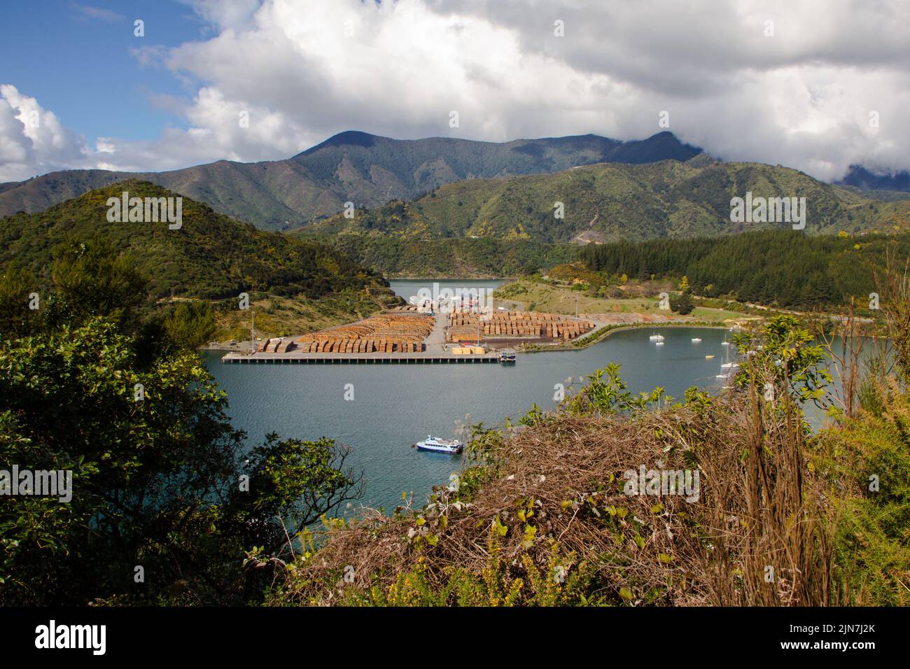 A Look at life in New Zealand. Freshly logged Radiata Pine stacked at ...
