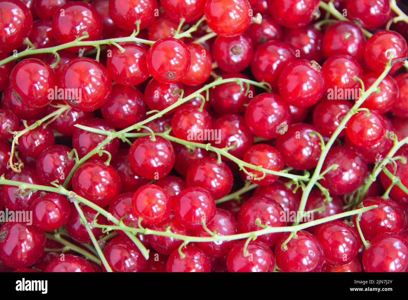 Red currants in full frame as background Stock Photo - Alamy