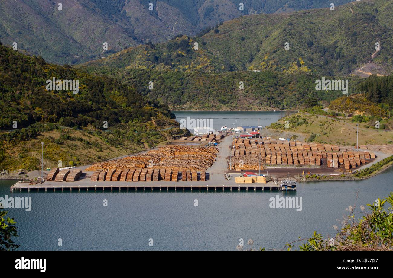 A Look at life in New Zealand. Freshly logged Radiata Pine stacked at ...