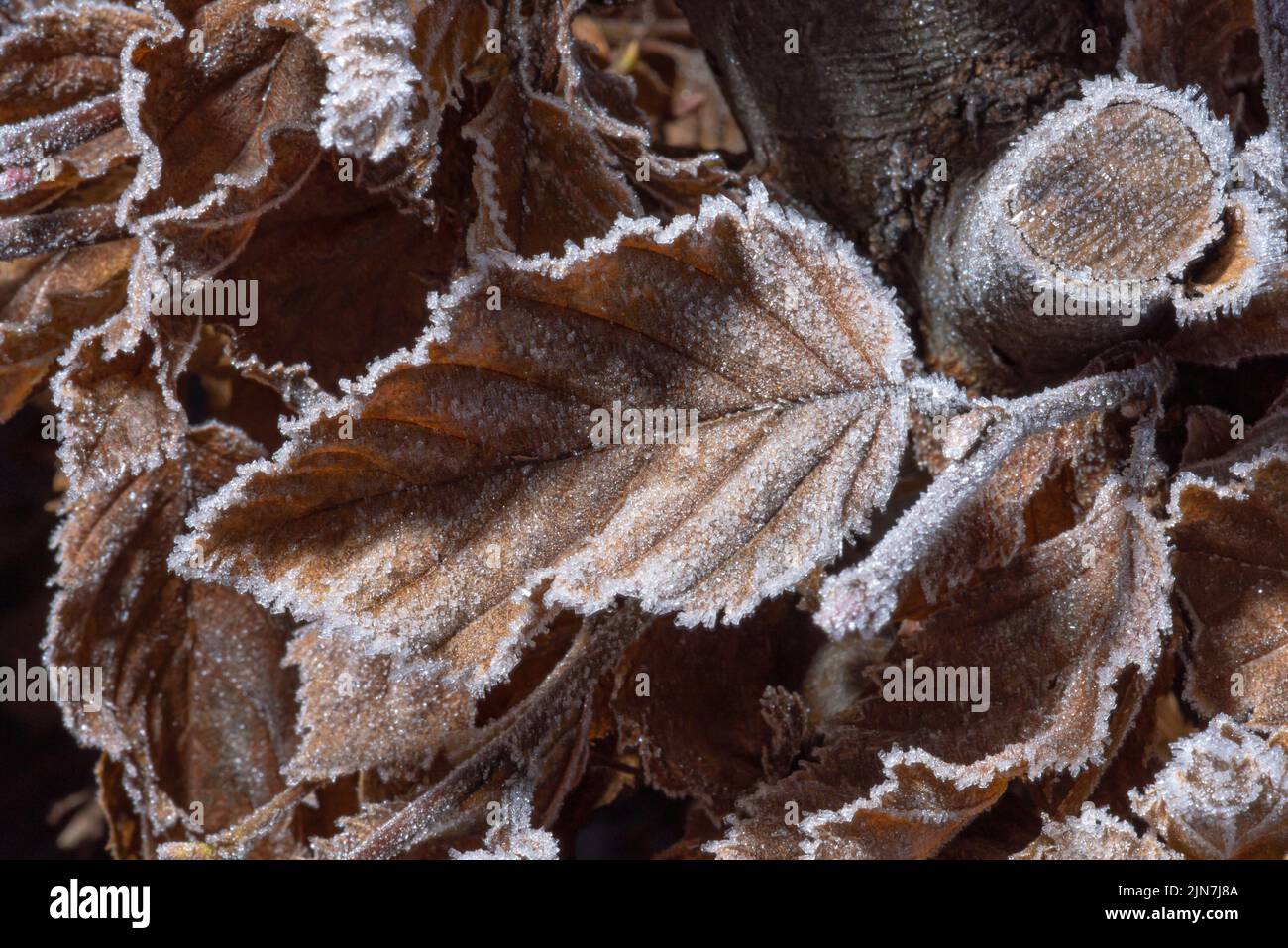 A closeup shot of frozen brown leaves on an icy forest floor Stock ...