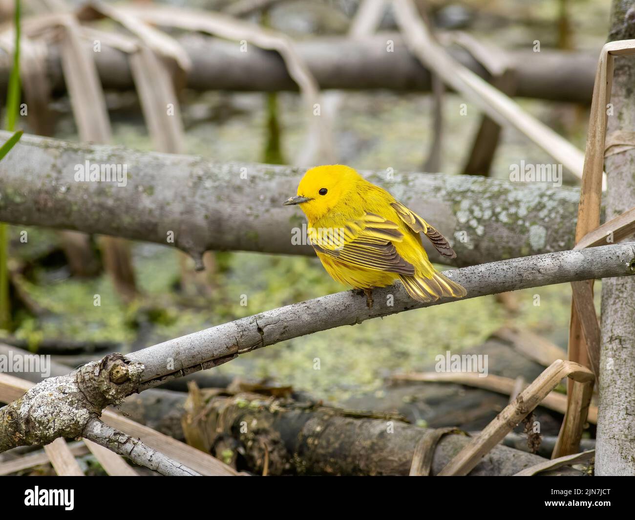 A yellow warbler perched on a dead tree limb over the swamp during ...