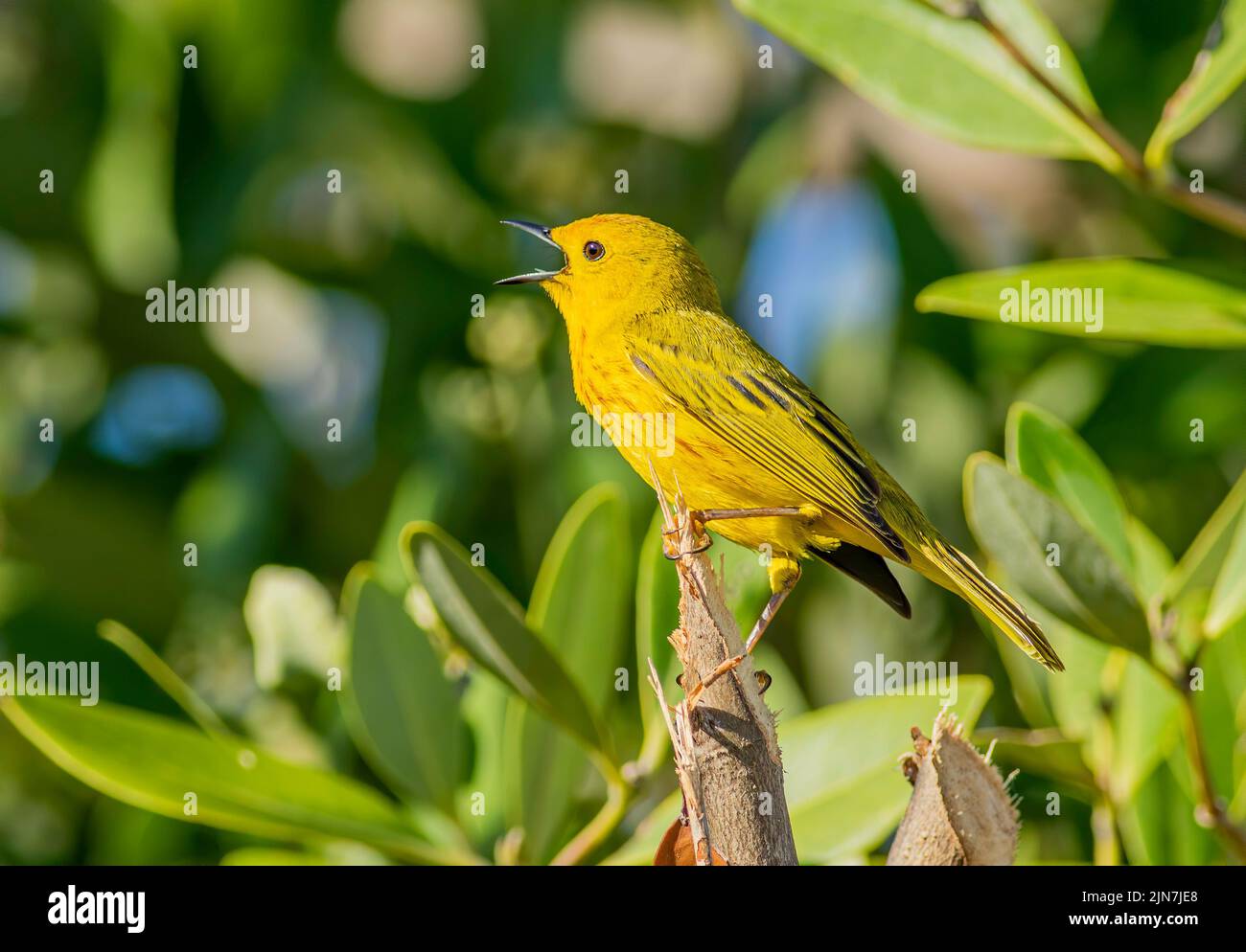 A yellow warbler perched on a dead tree limb over the swamp during ...