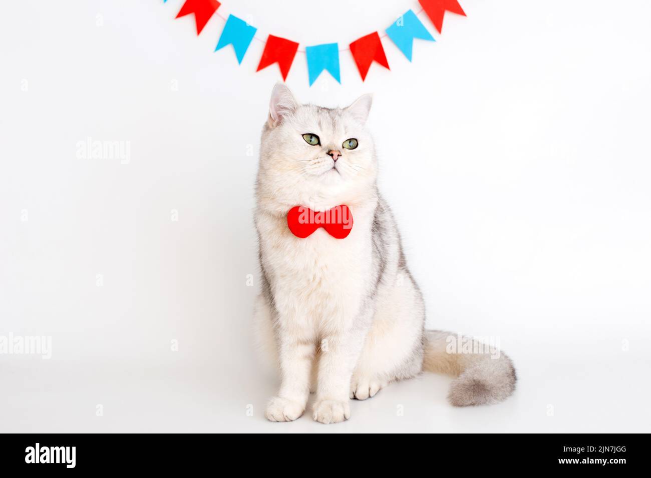Cute white cat in a red bow tie, sitting on a white background under ...