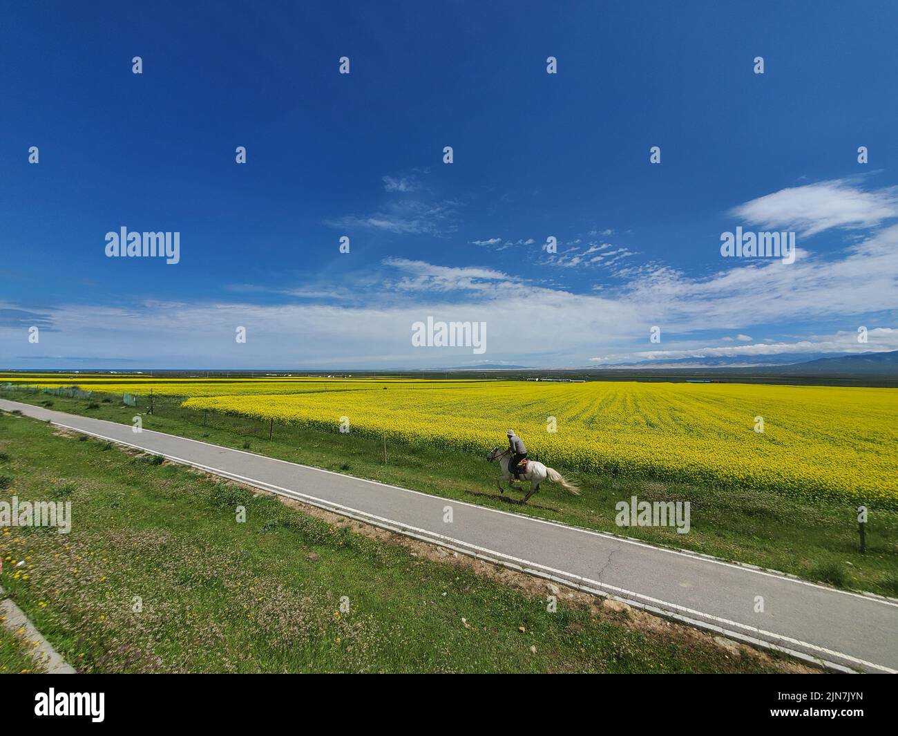 A person riding a horse down a rural trail through a field Stock Photo ...